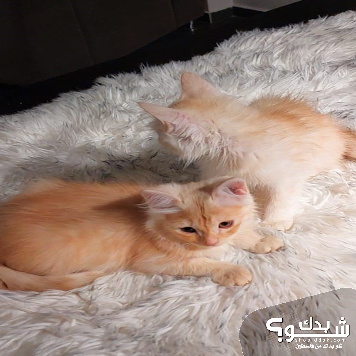 قطط للبيع بسعر مغري | شو بدك من فلسطين؟